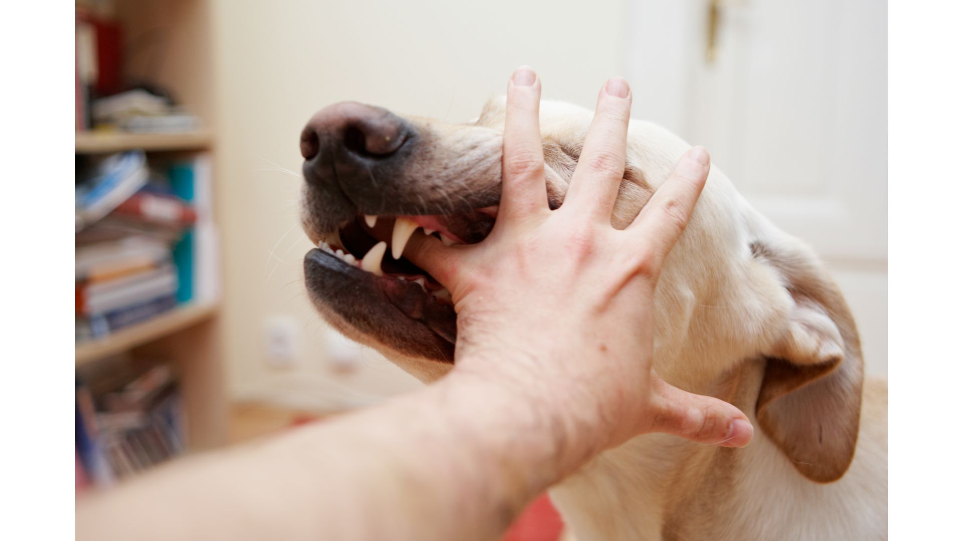 Common Injuries Resulting from Dog Bites and Their Impact..